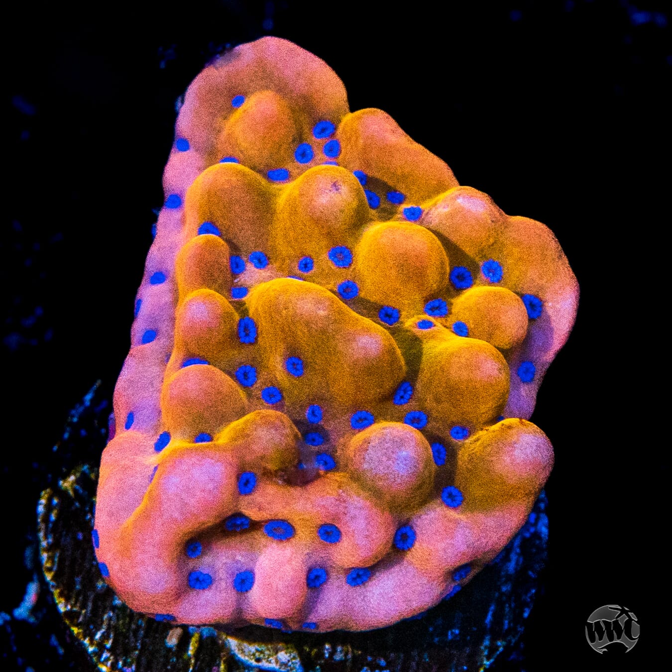 WWC Quicksand Montipora Coral | World Wide Corals