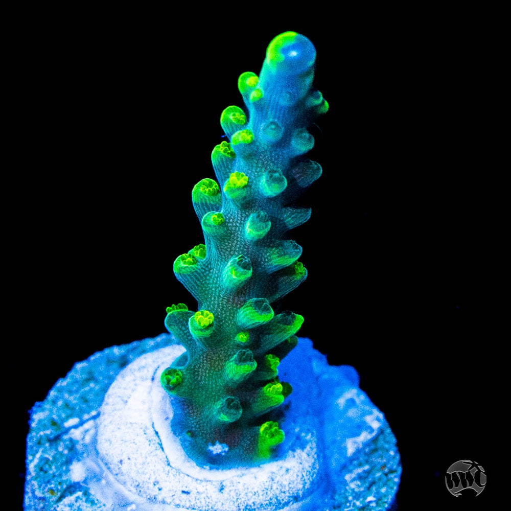 Acropora Coral for Sale - World Wide Corals