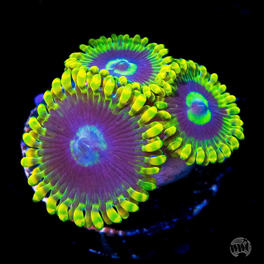 Zoanthids for sale - World Wide Corals