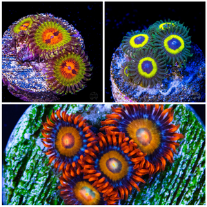 Coral Frag Packs | World Wide Corals
