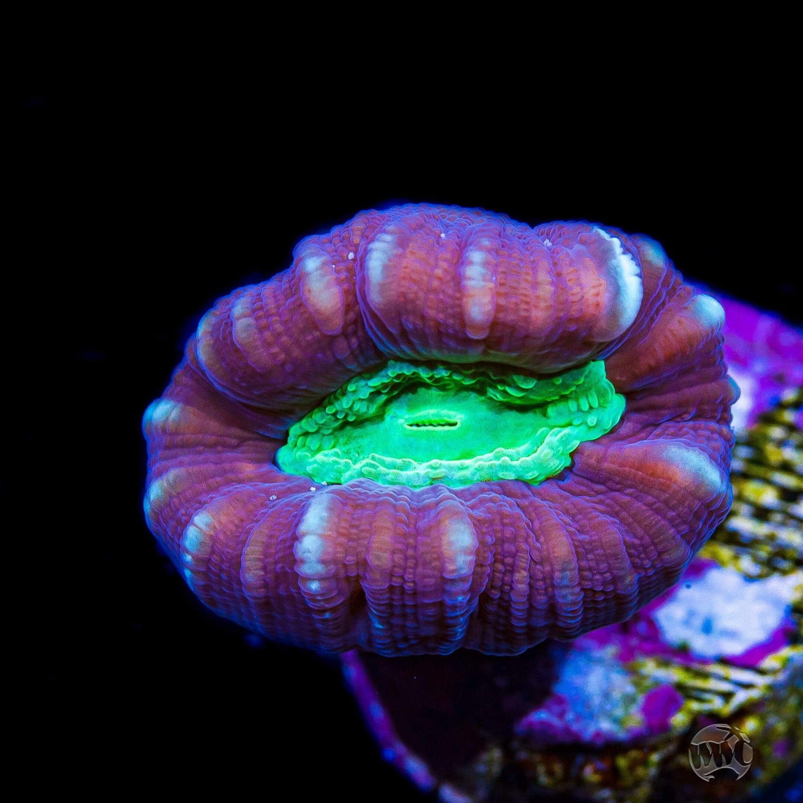 Candy Cane Coral | World Wide Corals