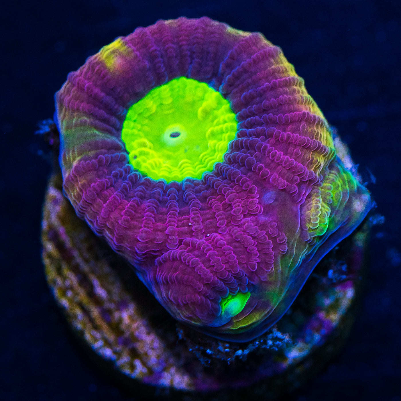 Large Polyp Stony or LPS Corals for Sale | World Wide Corals