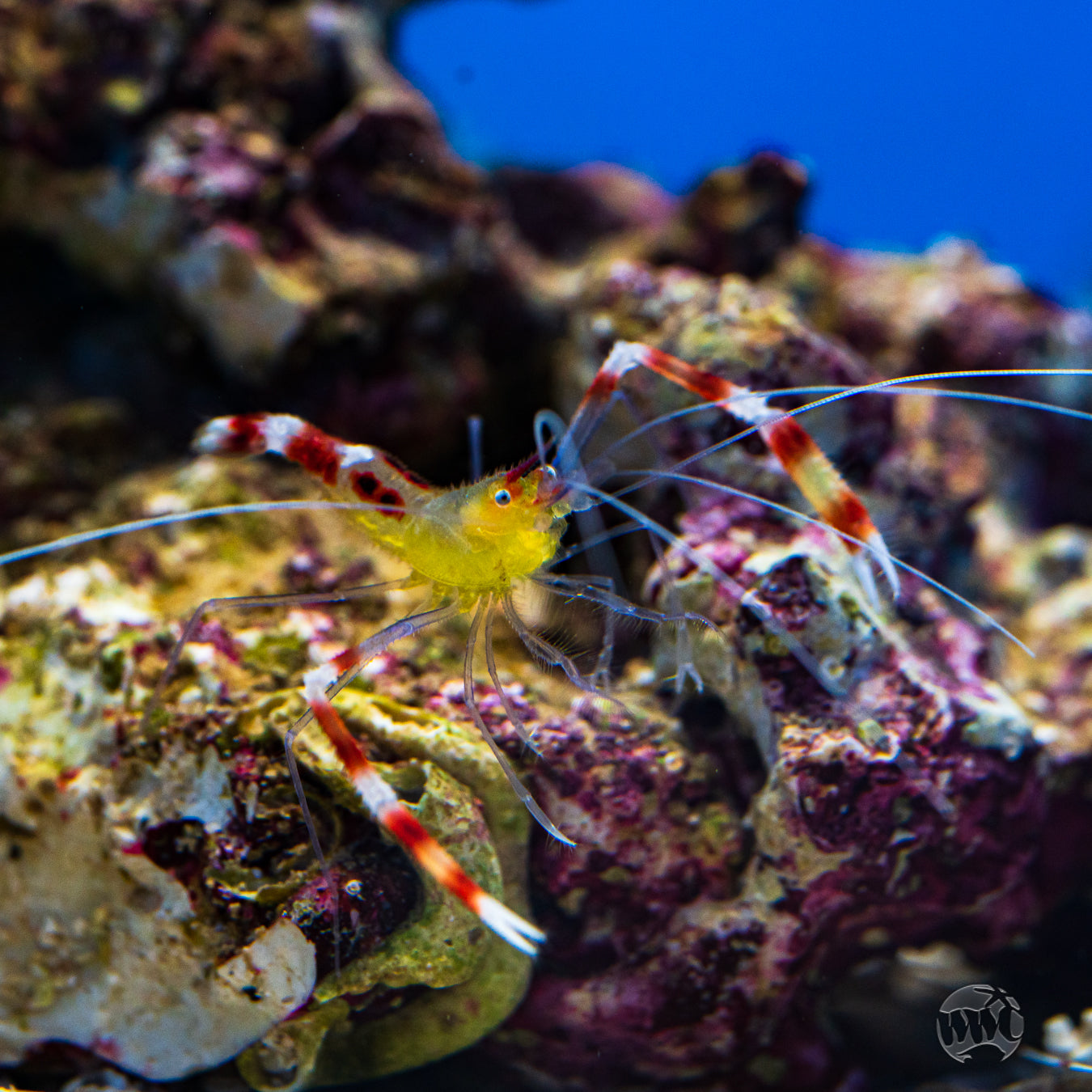 Golden Coral Banded Shrimp