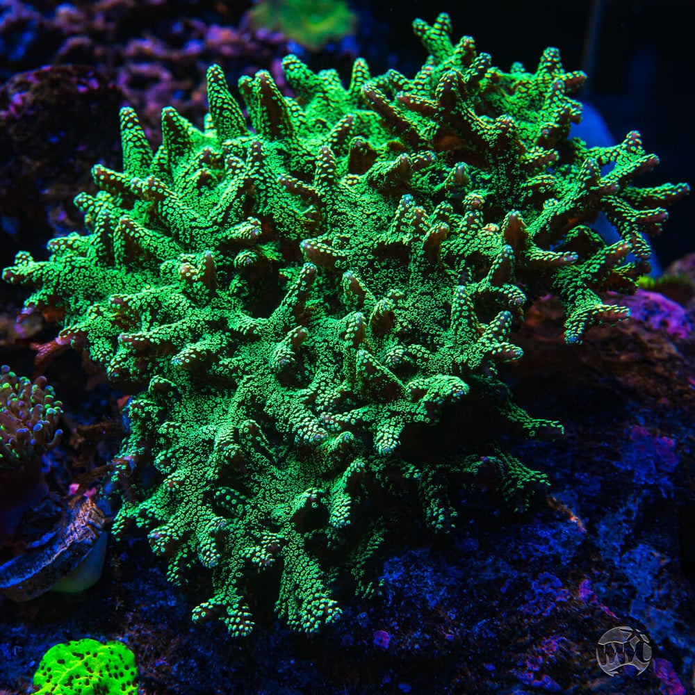 Coral Care Guide - For Saltwater Aquarium