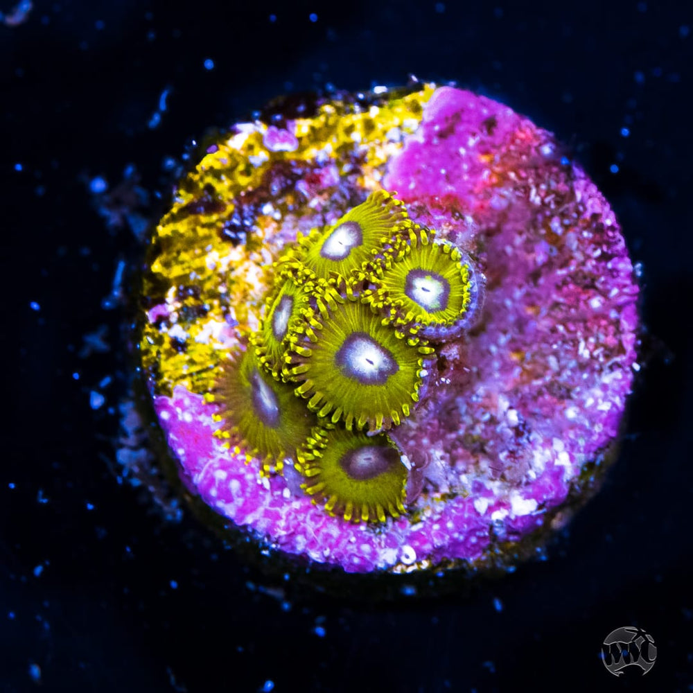 Pikachu Zoanthids