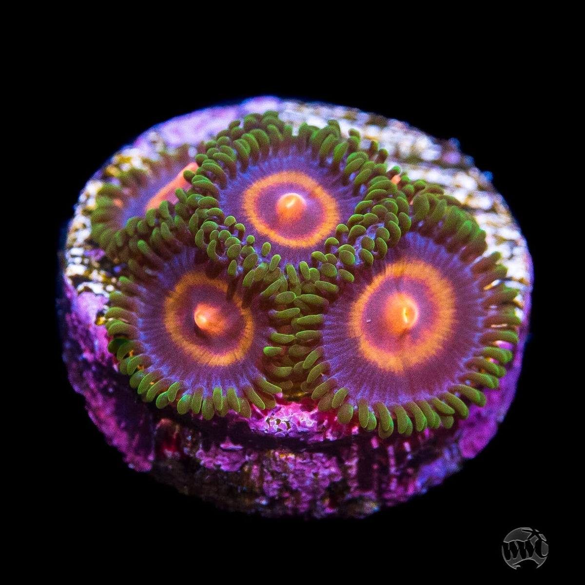 Zoanthids for sale - World Wide Corals