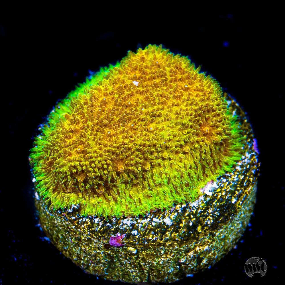 Beginner Corals for Sale | World Wide Corals – Page 2