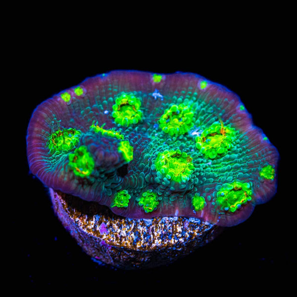 Large Polyp Stony or LPS Corals for Sale | World Wide Corals