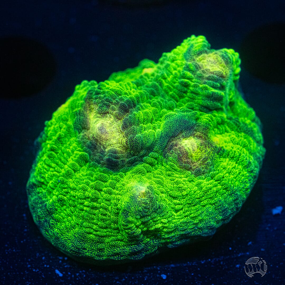 Jason Fox Nemesis Chalice Coral