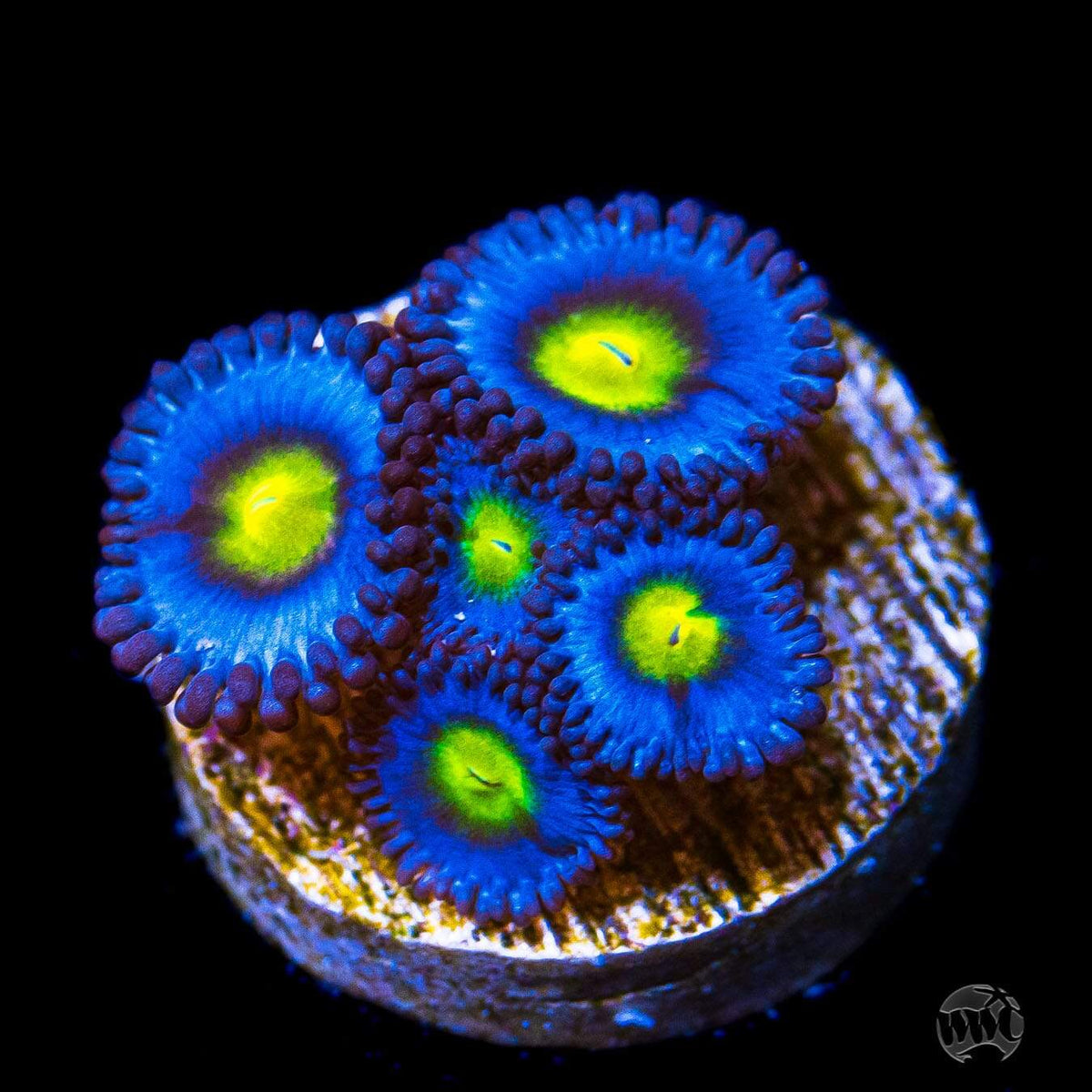 Zoanthids for sale - World Wide Corals