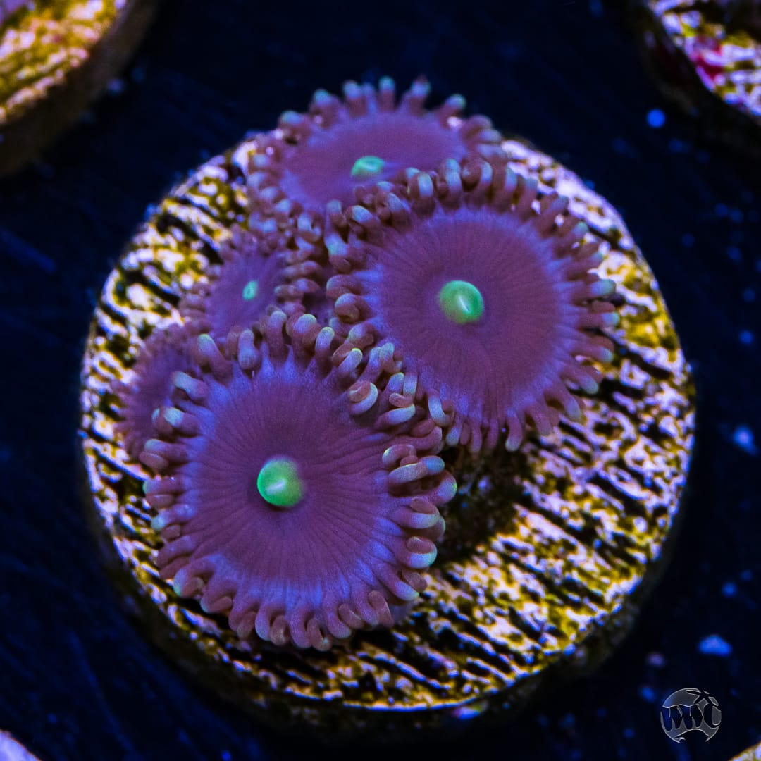 WWC Blue Watermelon Zoanthids