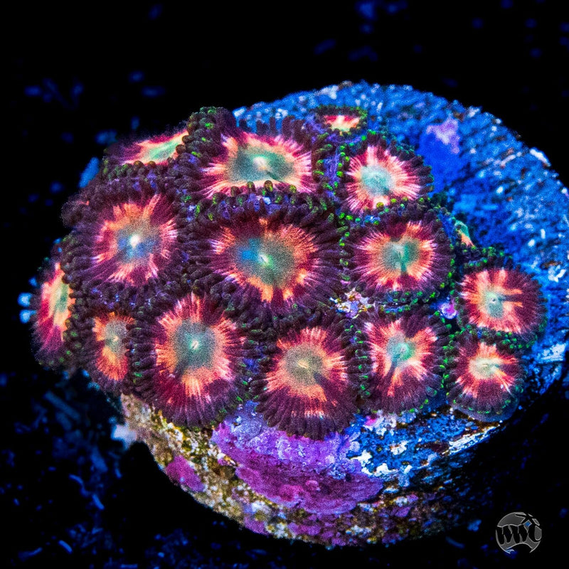 Zoanthids for sale - World Wide Corals