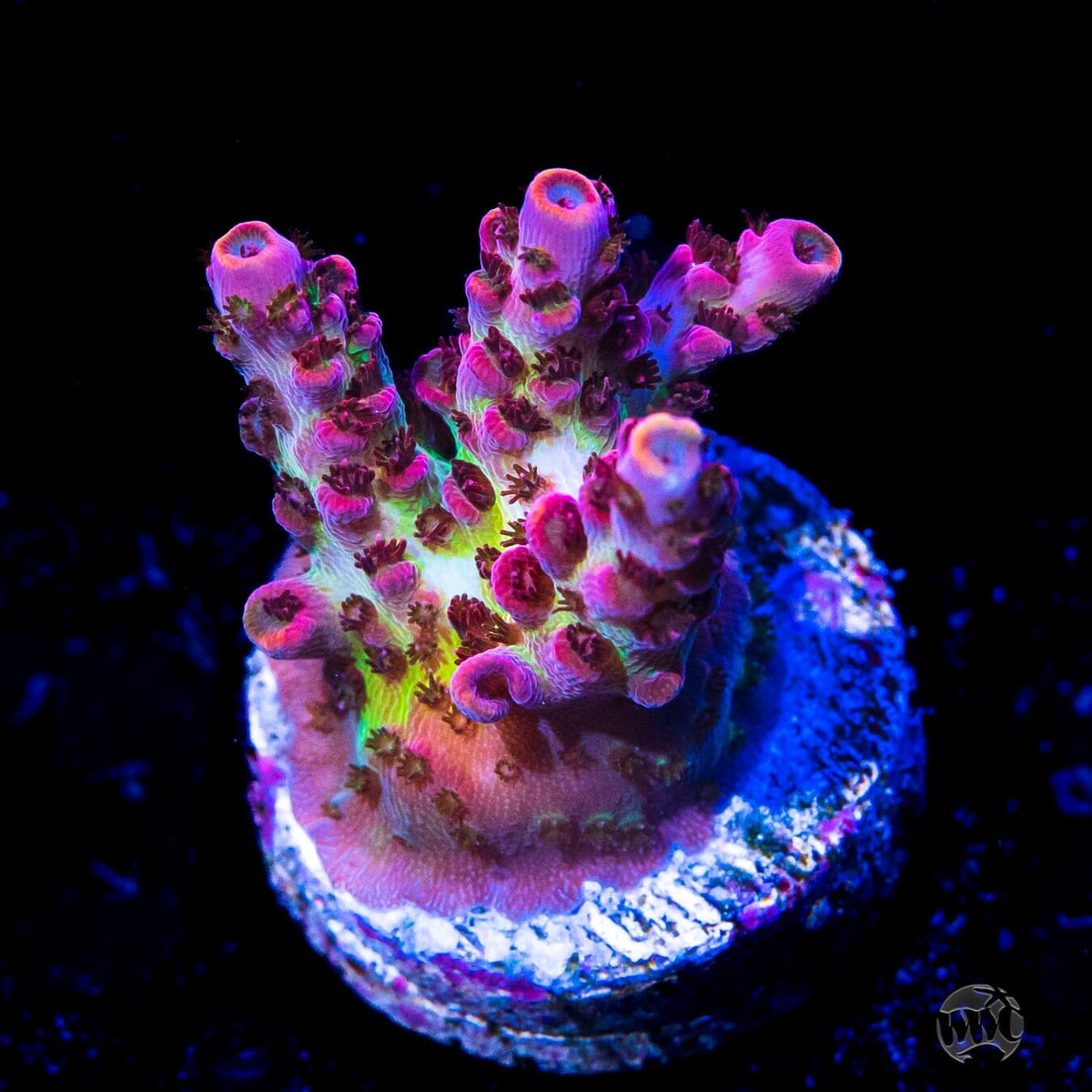 Acropora Coral for Sale - World Wide Corals – Page 2