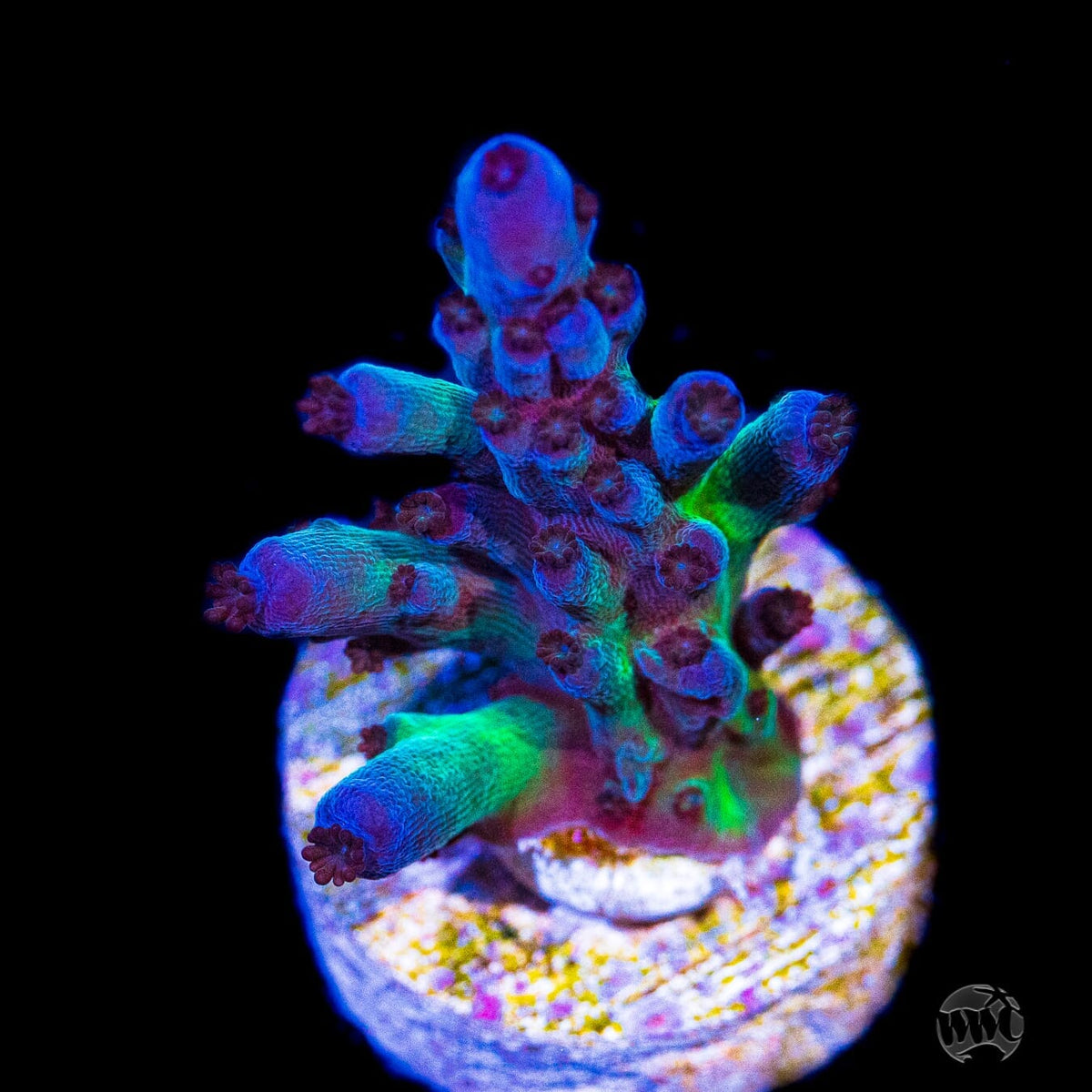 Acropora Coral for Sale - World Wide Corals – Page 2