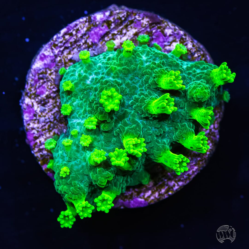 Large Polyp Stony or LPS Corals for Sale | World Wide Corals – Page 3