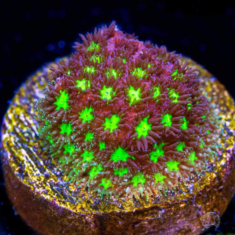 Large Polyp Stony or LPS Corals for Sale | World Wide Corals