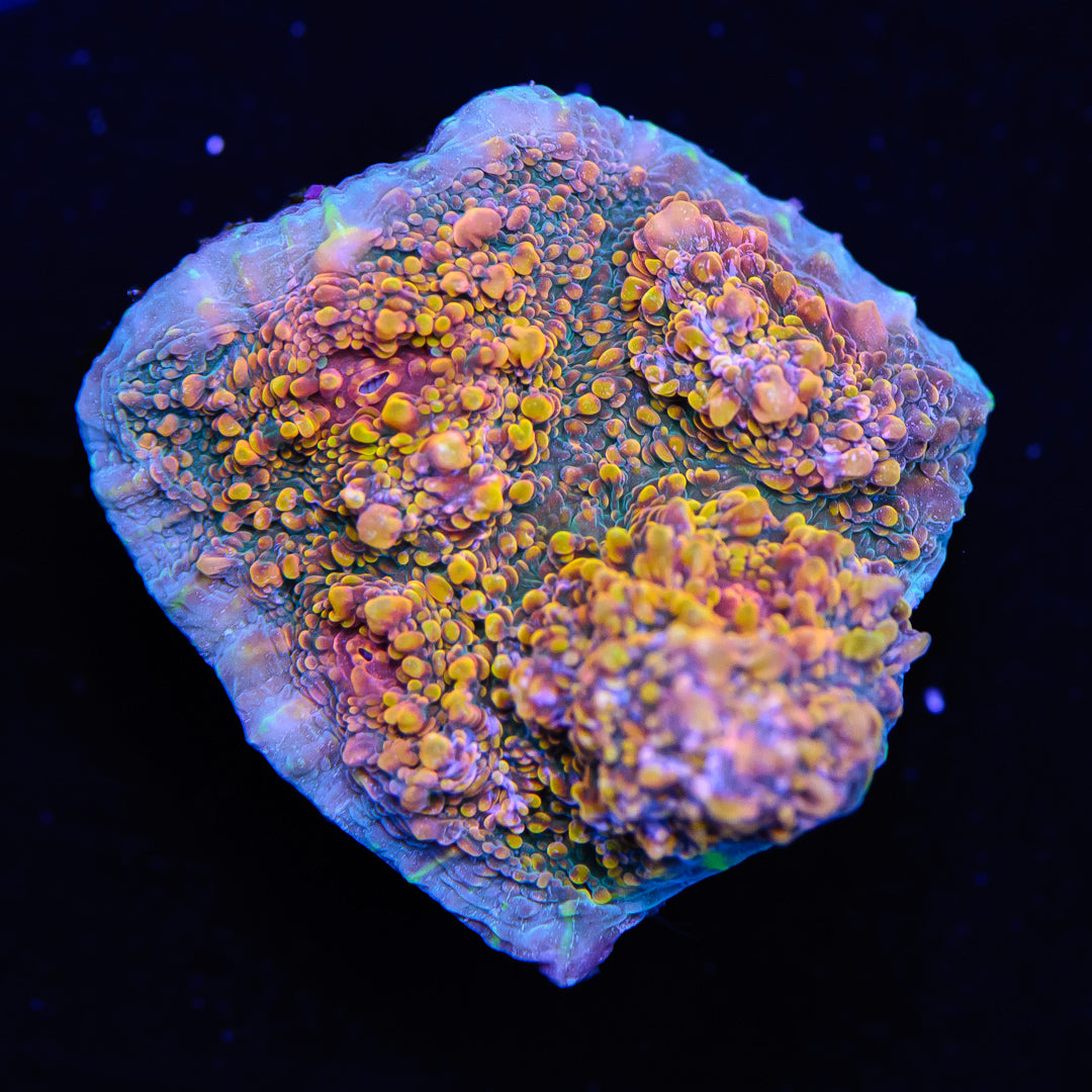 WWC Golddigger Chalice Coral