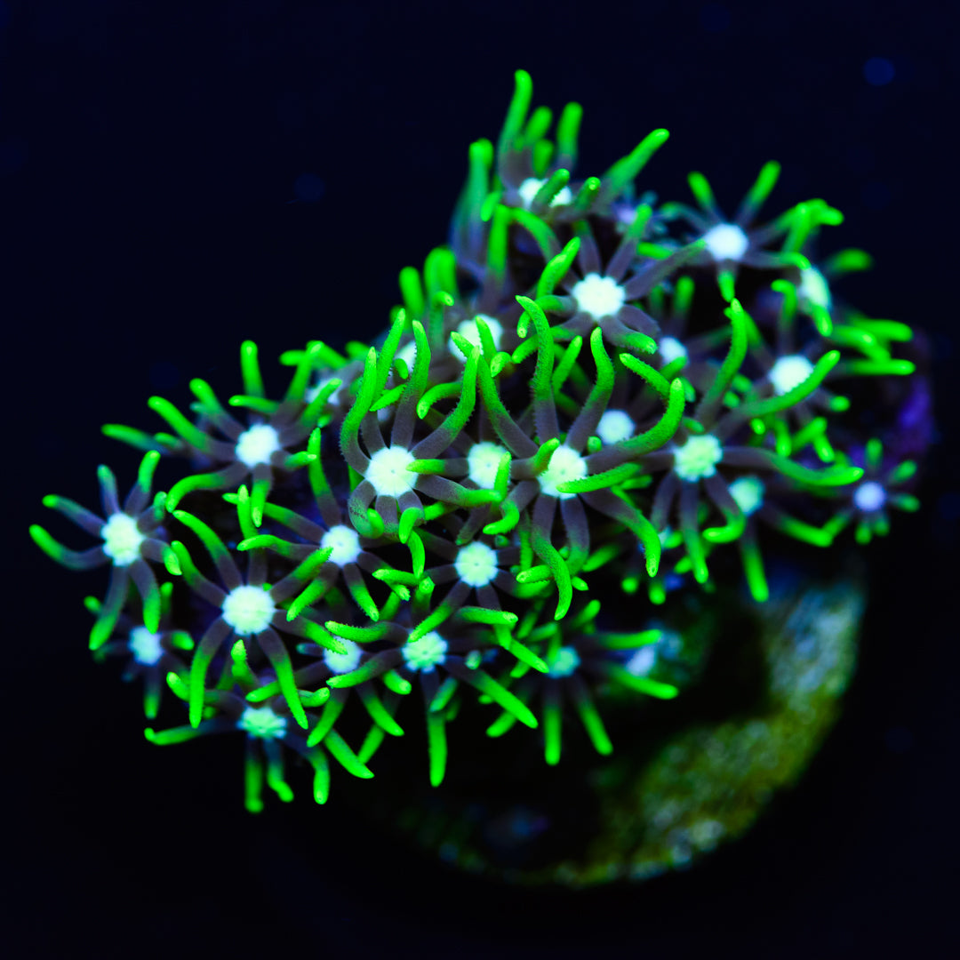 White Center Green Star Polyps Coral | World Wide Corals