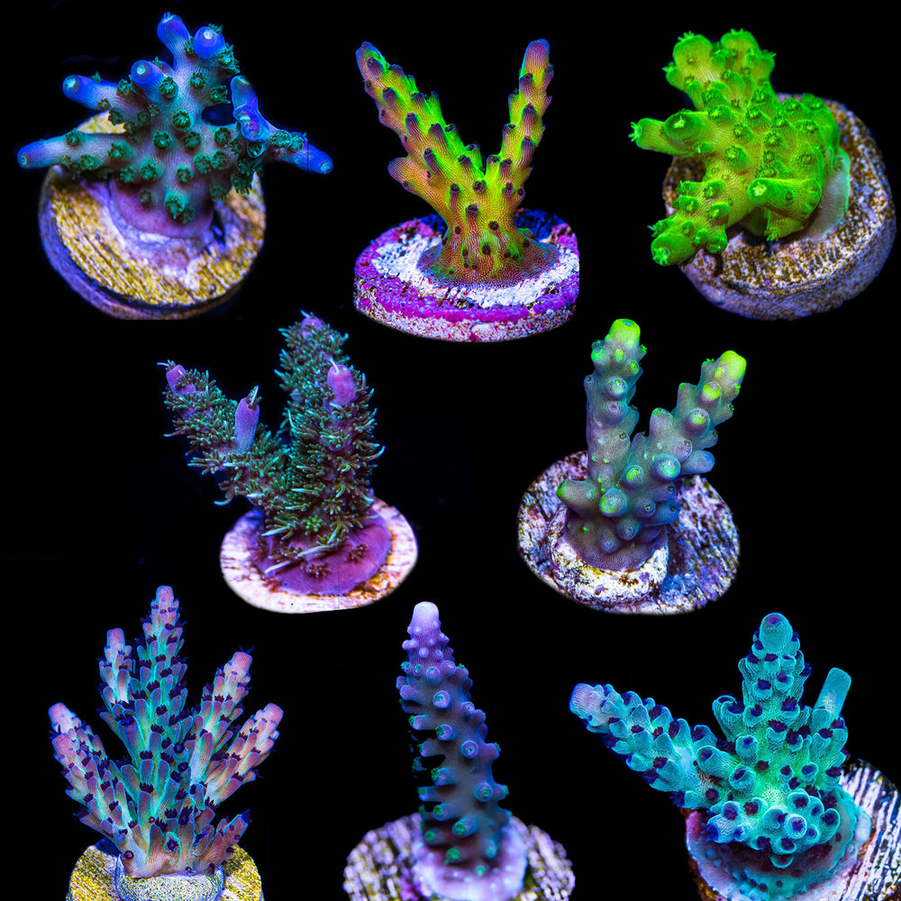 Coral Frag Packs | World Wide Corals