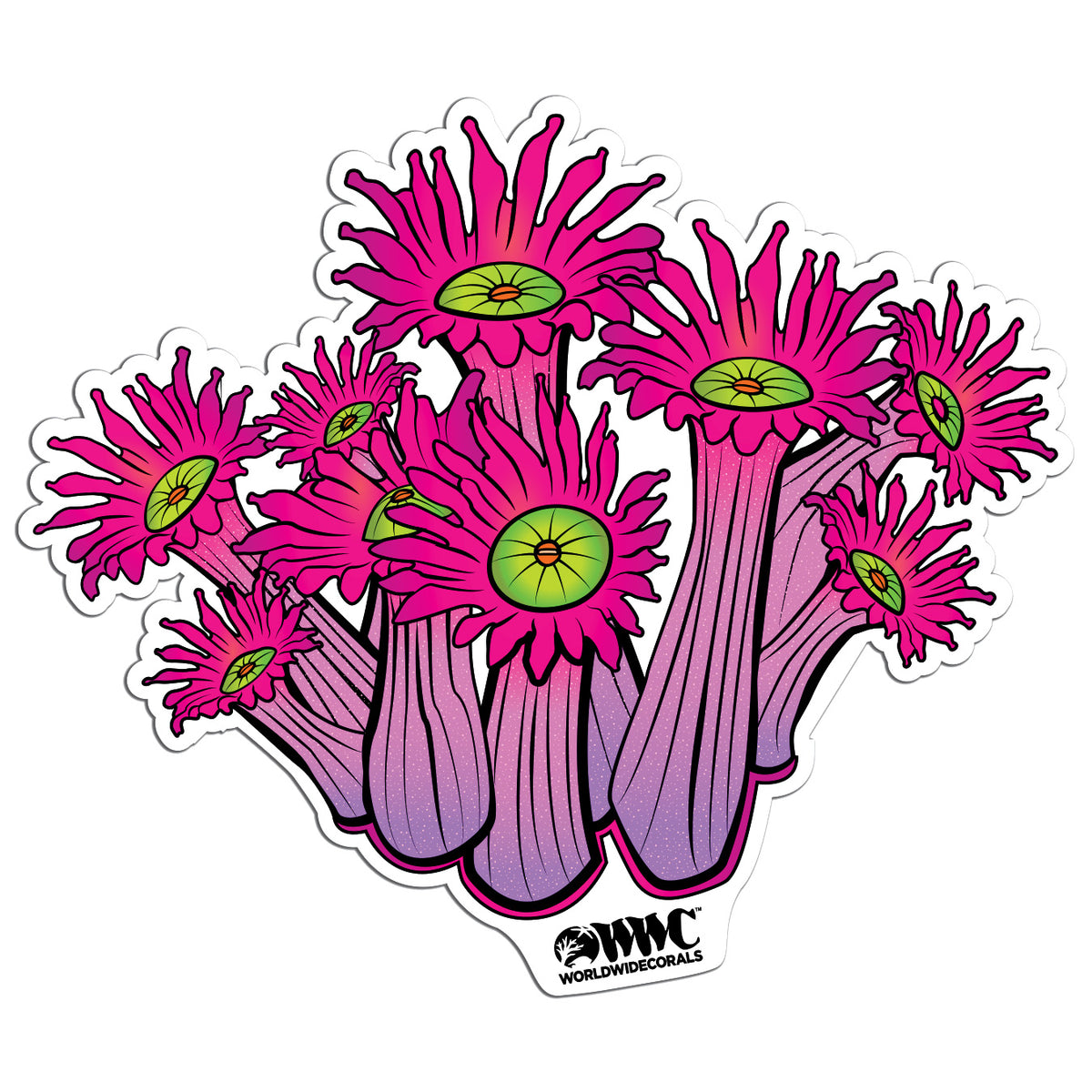 Goniopora | World Wide Corals