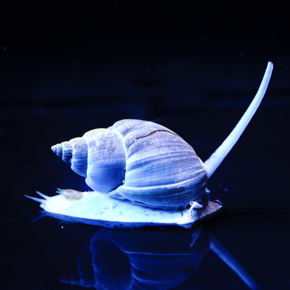 Nassarius Snails