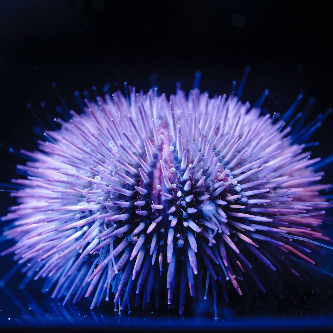 Pincushion Urchin