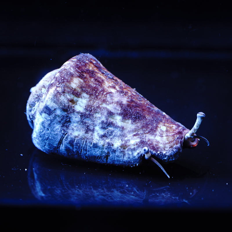 Tiger Conch Snail