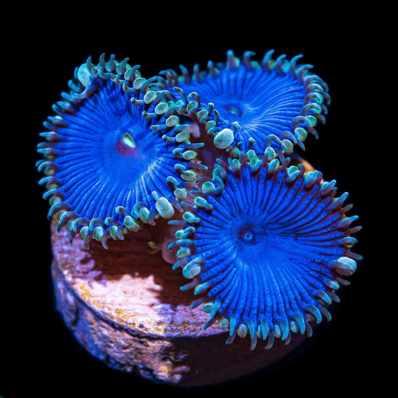 WWC Blue Death Palythoa - World Wide Corals