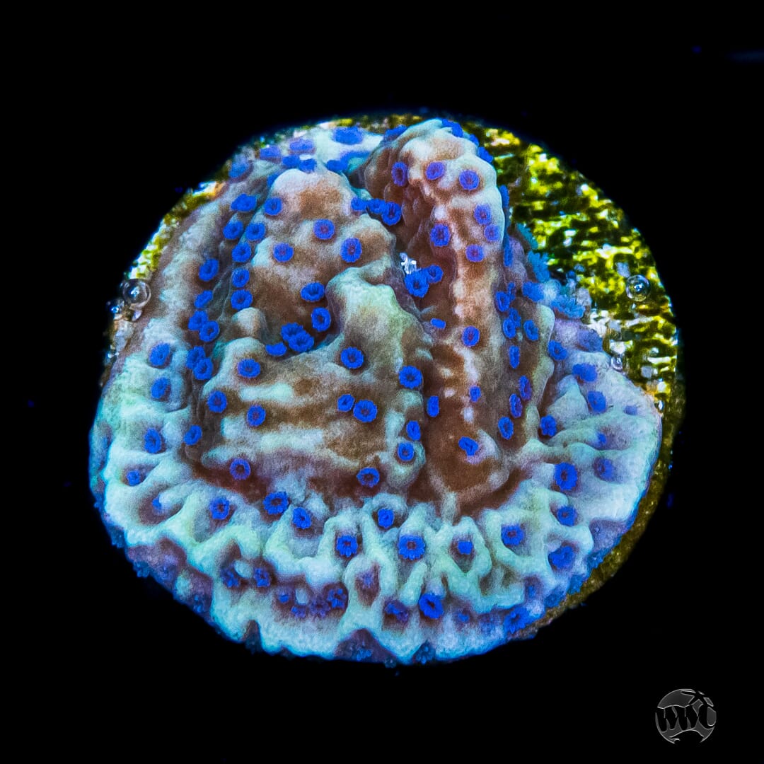 WWC Blue Polyp Montipora Coral