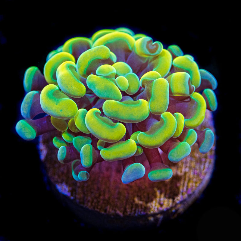 Large Polyp Stony or LPS Corals for Sale | World Wide Corals